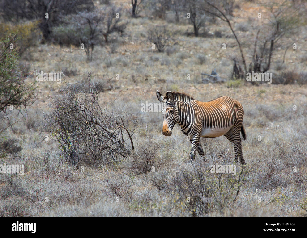 Grevys Zebra In The Bush, Samburu County, Samburu National Reserve ...