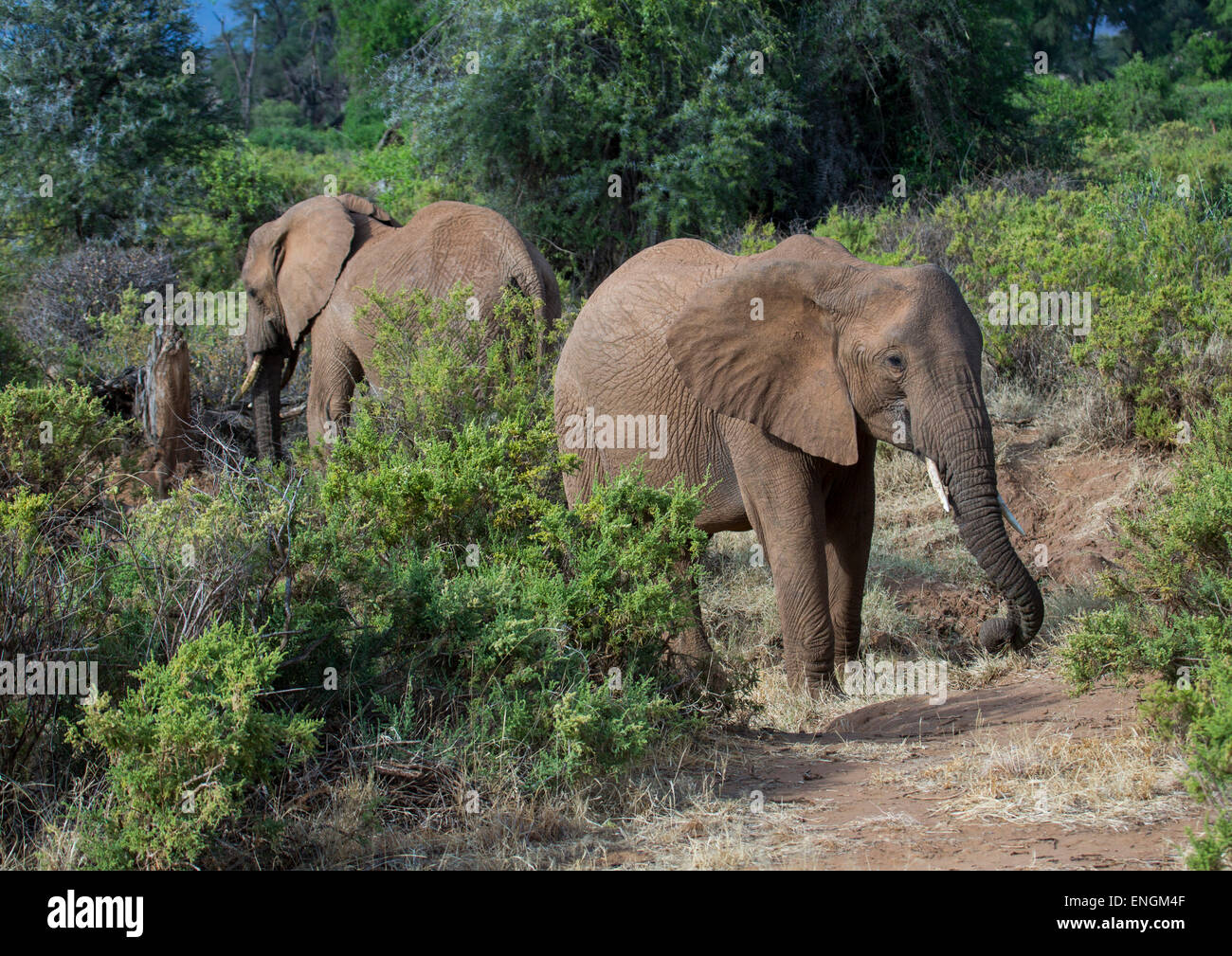 African Elephants (Loxodonta Africana), Samburu County, Samburu ...