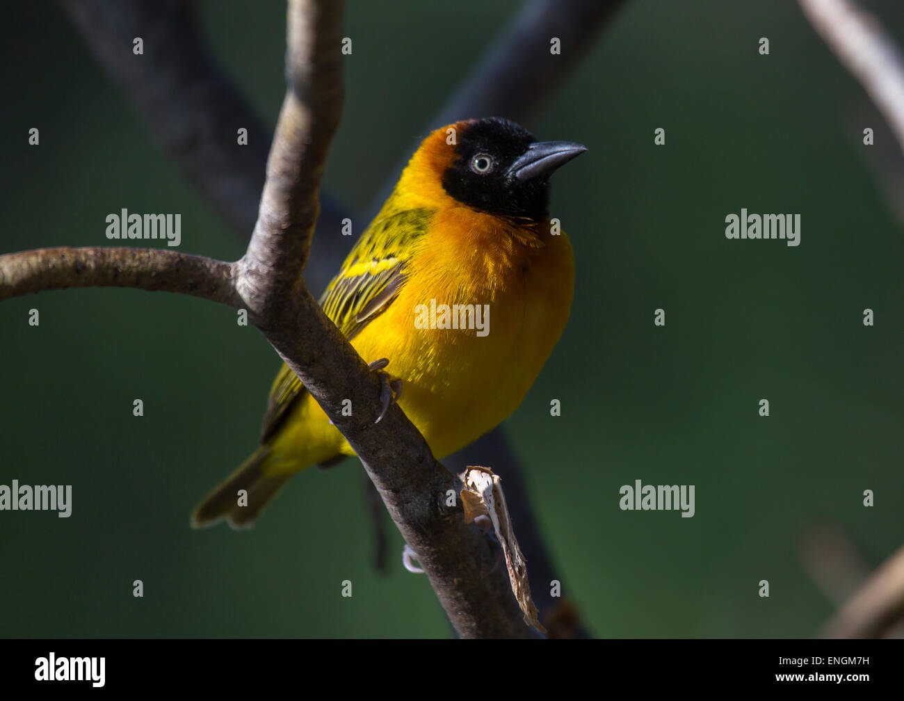 Little weaver ploceus luteolus hi-res stock photography and images - Alamy