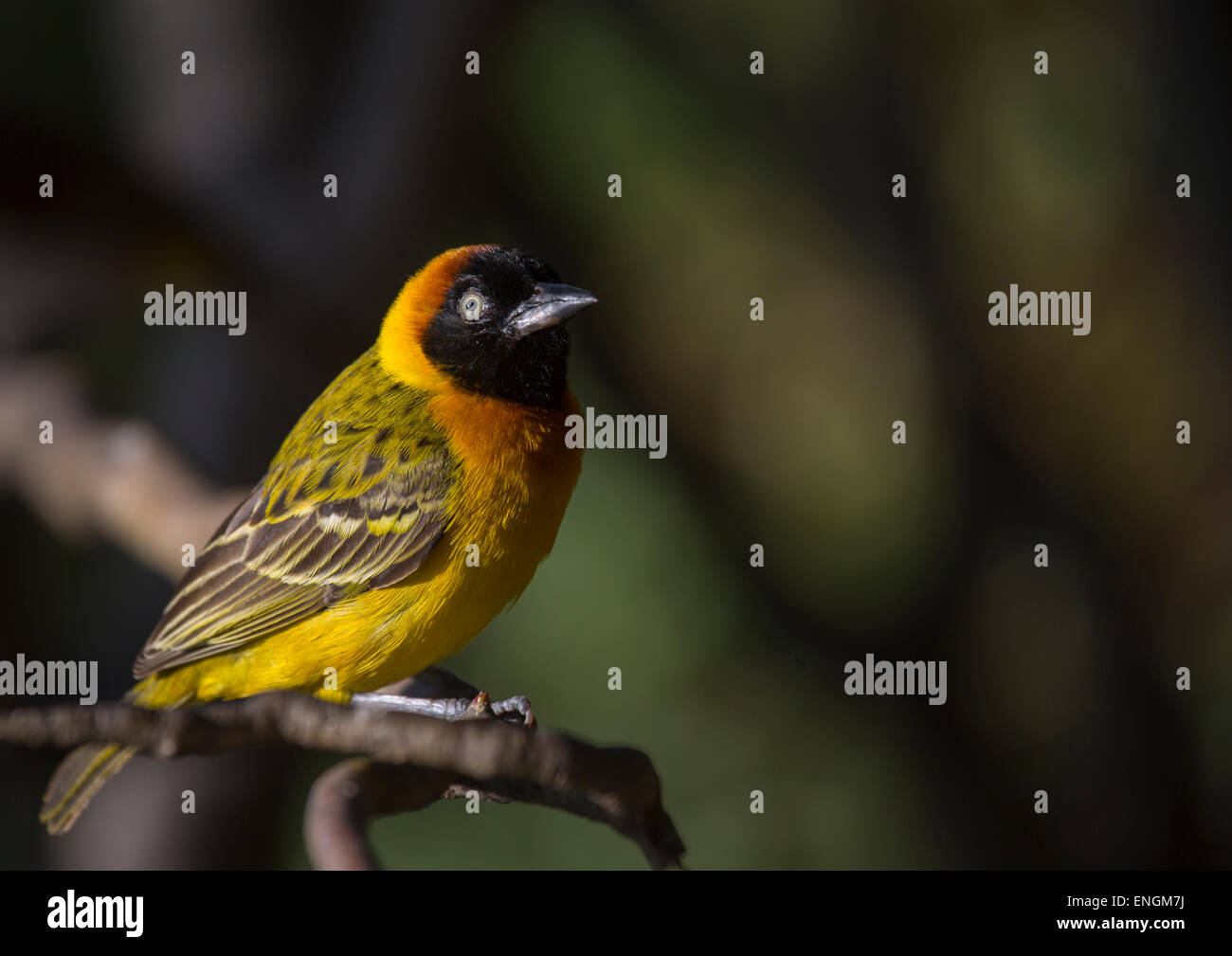 Little weaver ploceus luteolus hi-res stock photography and images - Alamy