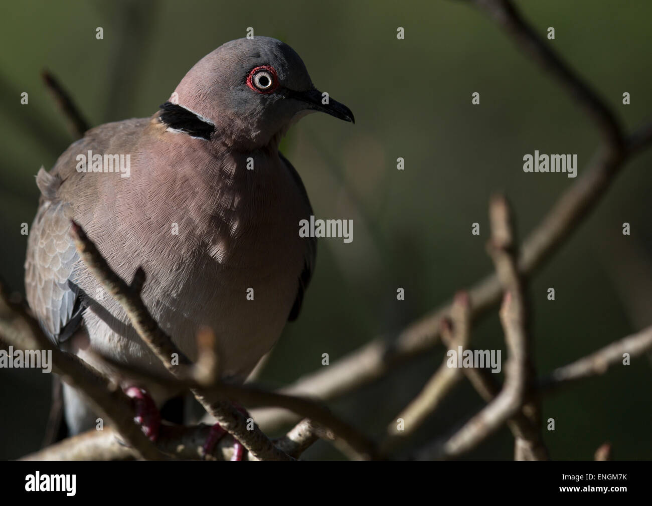 Mourning Collared Dove (Streptopelia Decipiens), Baringo County, Lake ...