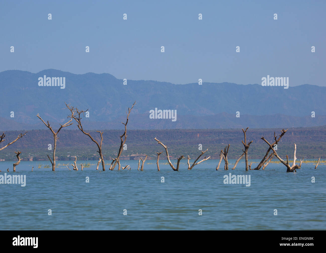 Trees Covered By Increased Water, Baringo County, Baringo, Kenya Stock ...