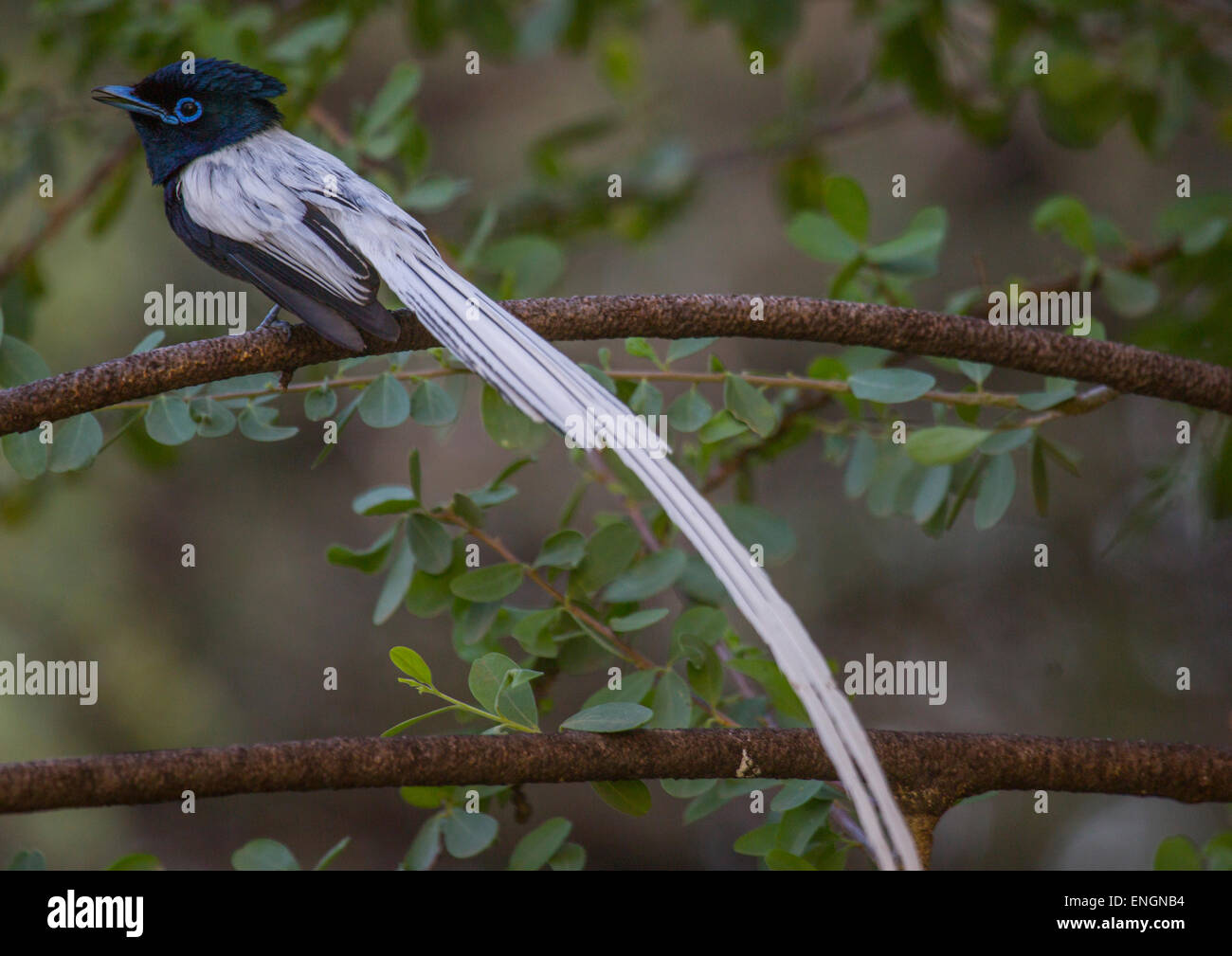 Paradise Flycatcher, Baringo County, Lake Baringo, Kenya Stock Photo ...