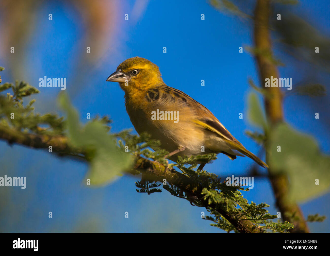 Yellow-back Weaver, Baringo County, Lake Baringo, Kenya Stock Photo - Alamy