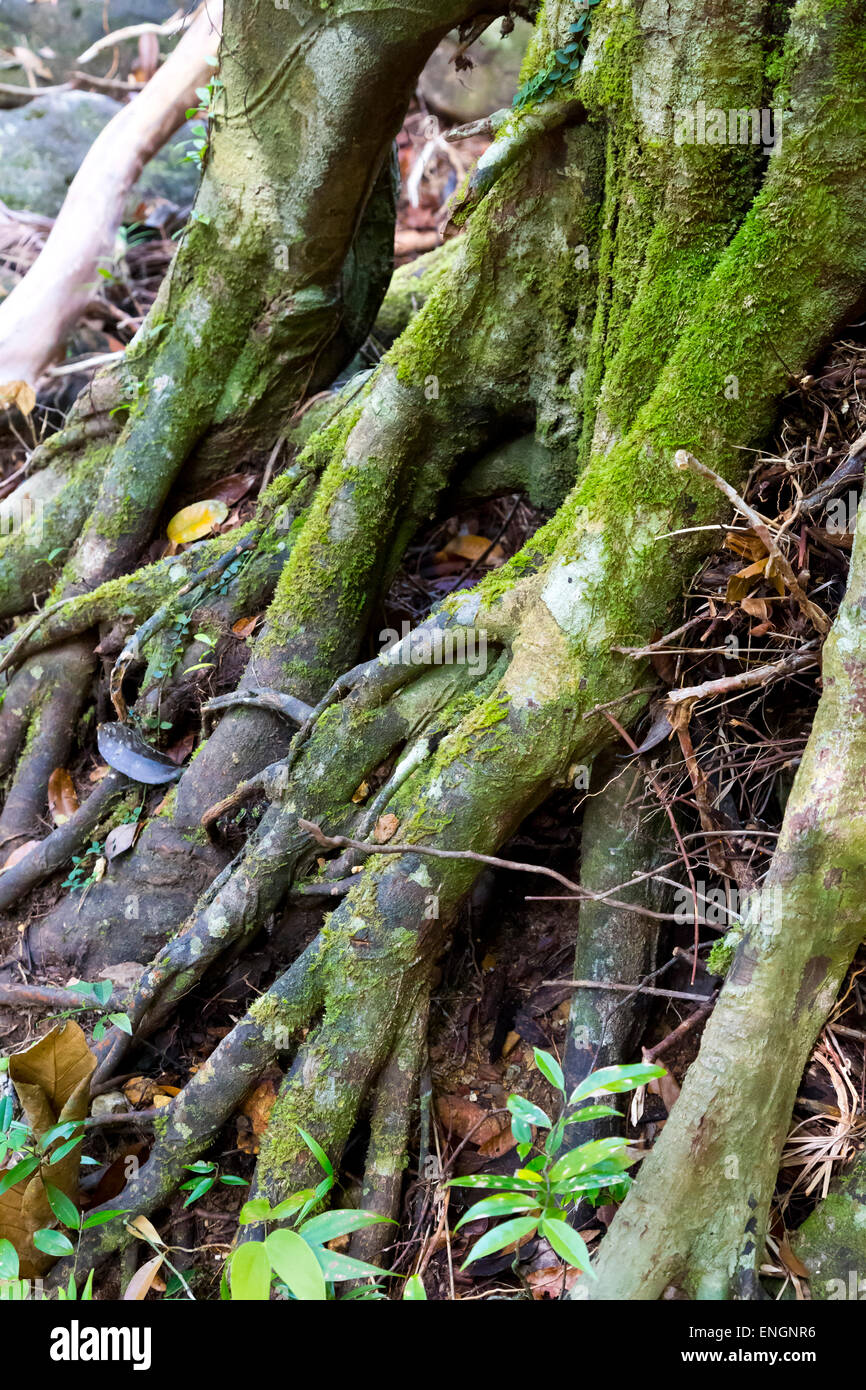 Jungle root hi-res stock photography and images - Alamy