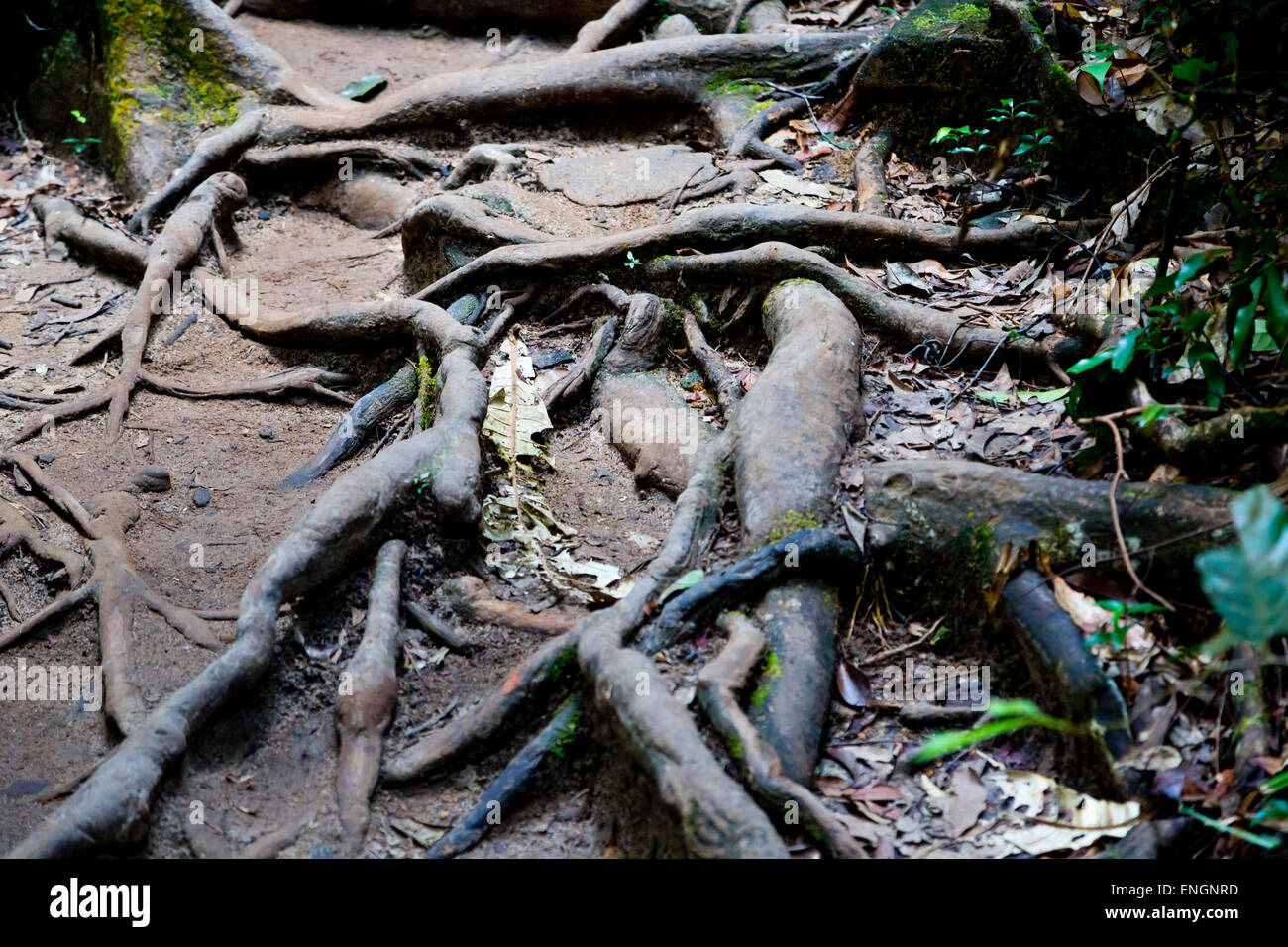 Tree Roots on the Jungle Path to the Klong Phlu Waterfall on Ko Chang ...