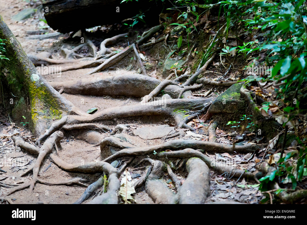 Tree Roots on the Jungle Path to the Klong Phlu Waterfall on Ko Chang ...