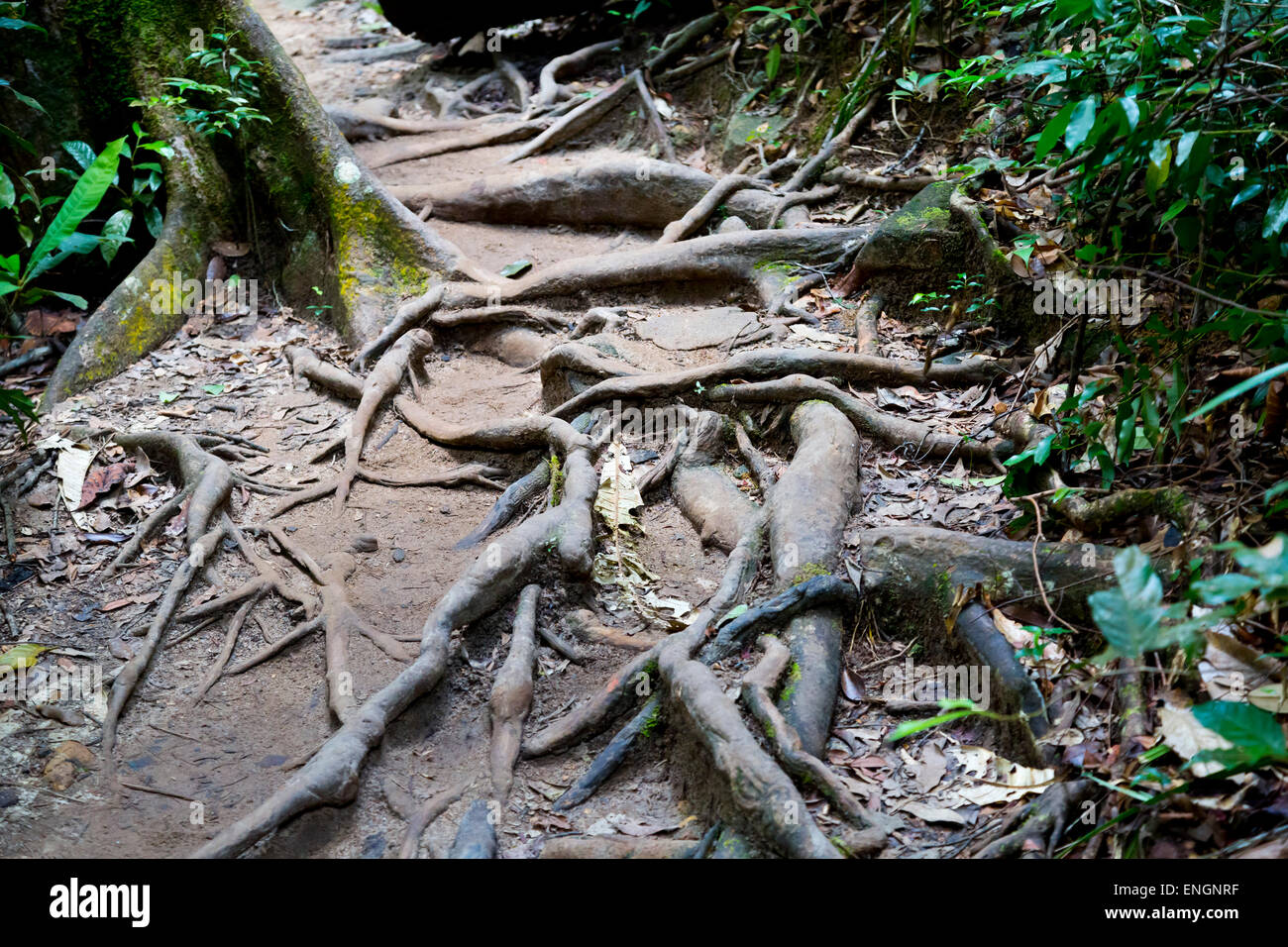 Tree Roots on the Jungle Path to the Klong Phlu Waterfall on Ko Chang ...