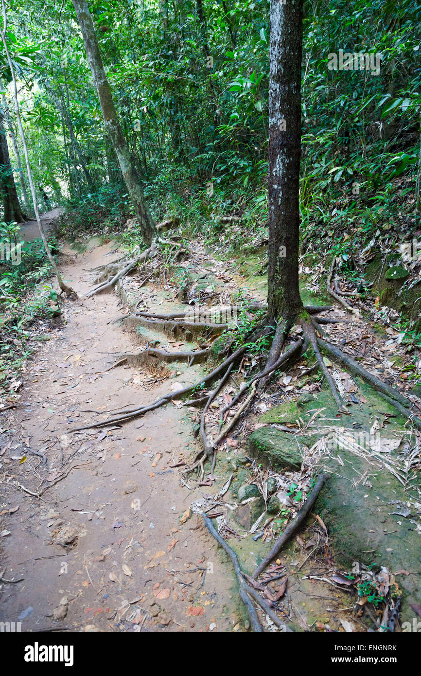 Jungle path hi-res stock photography and images - Alamy