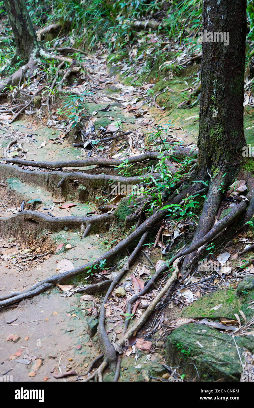 Tree Roots on the Jungle Path to the Klong Phlu Waterfall on Ko Chang ...