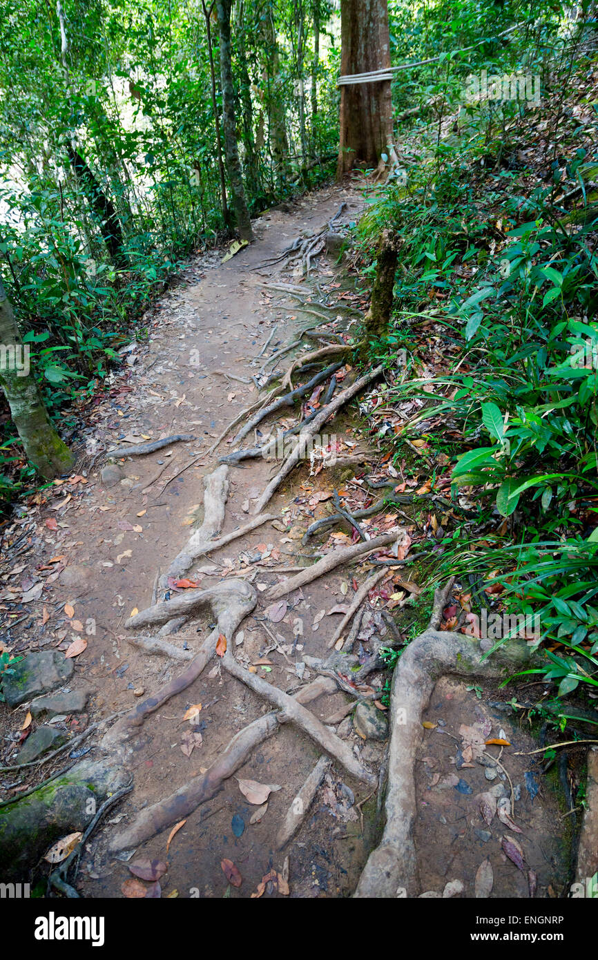 Tree roots jungle trees trees nature nature tourism hi-res stock ...