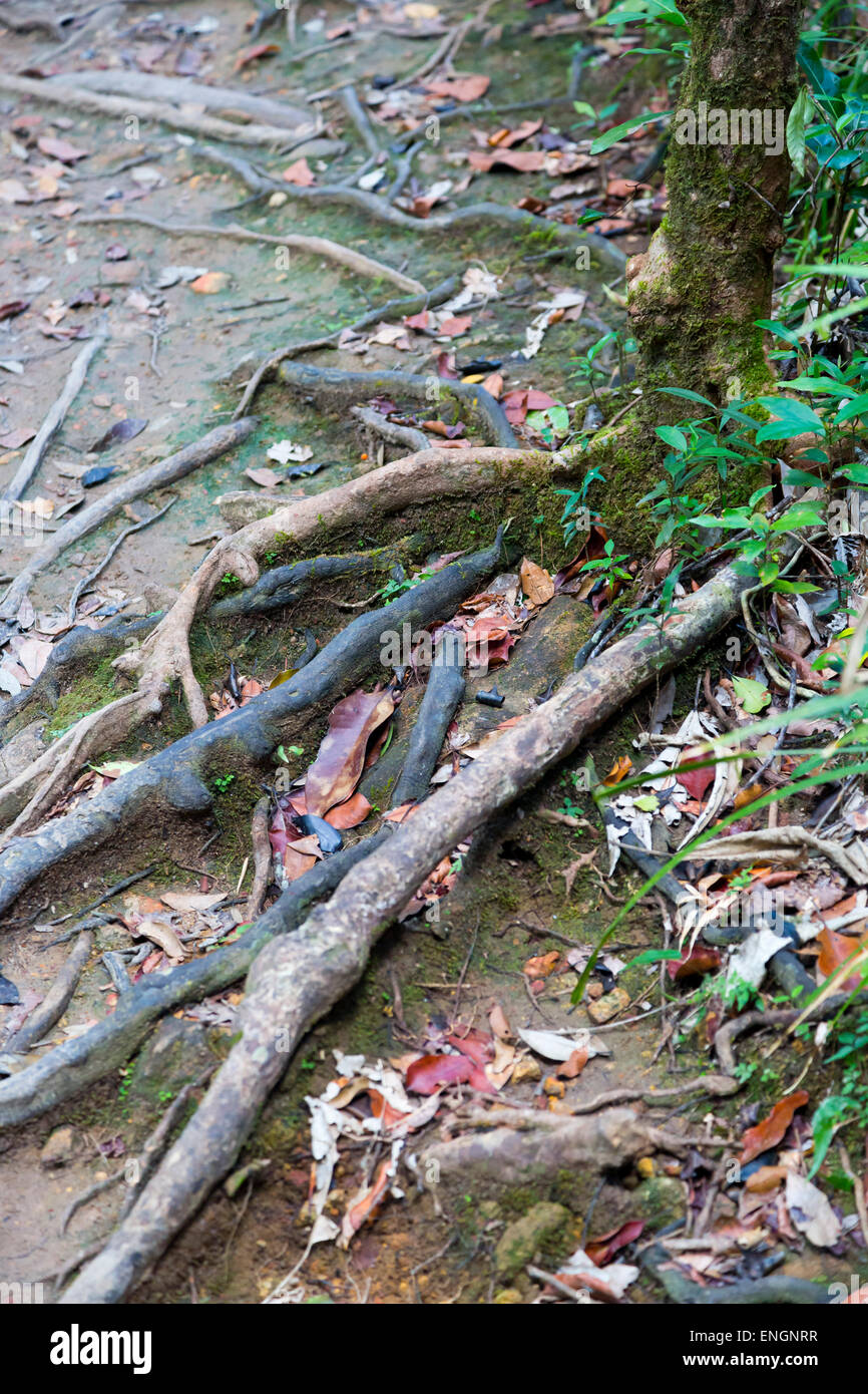 Tree Roots on the Jungle Path to the Klong Phlu Waterfall on Ko Chang ...