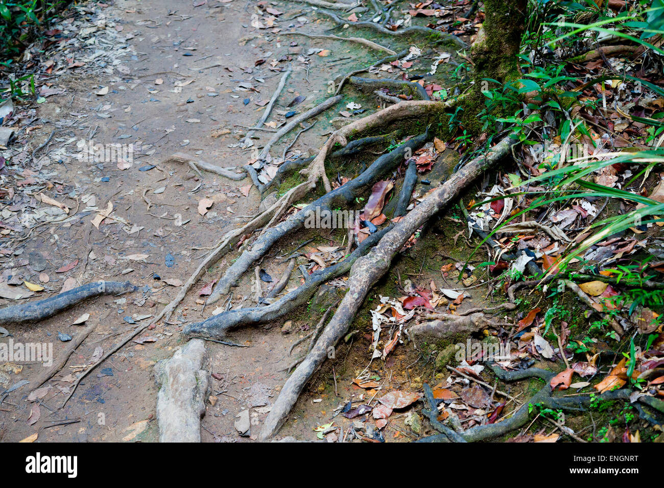 Tree Roots on the Jungle Path to the Klong Phlu Waterfall on Ko Chang ...