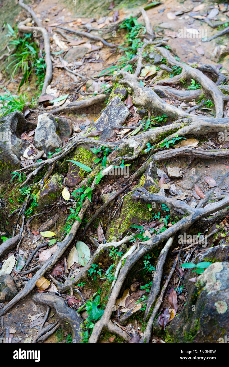 Tree Roots on the Jungle Path to the Klong Phlu Waterfall on Ko Chang ...