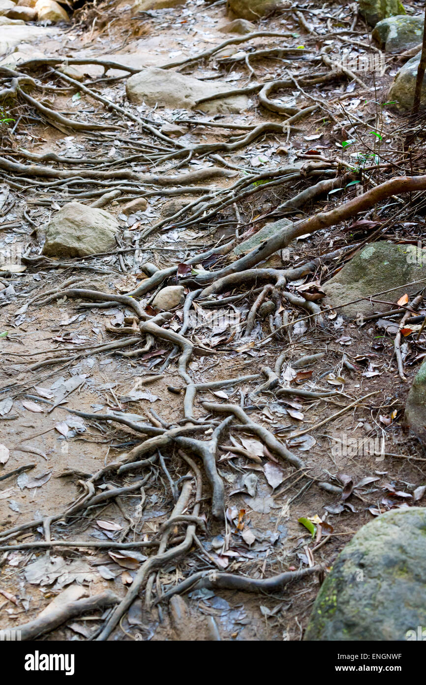 Tree Roots on the Jungle Path to the Klong Phlu Waterfall on Ko Chang ...