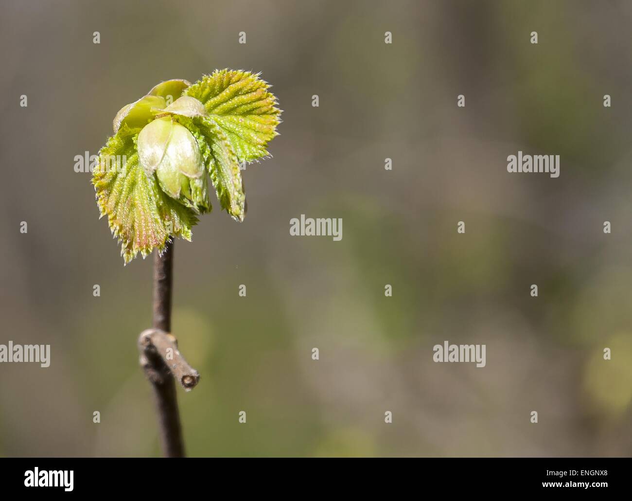 The bud may hi-res stock photography and images - Alamy