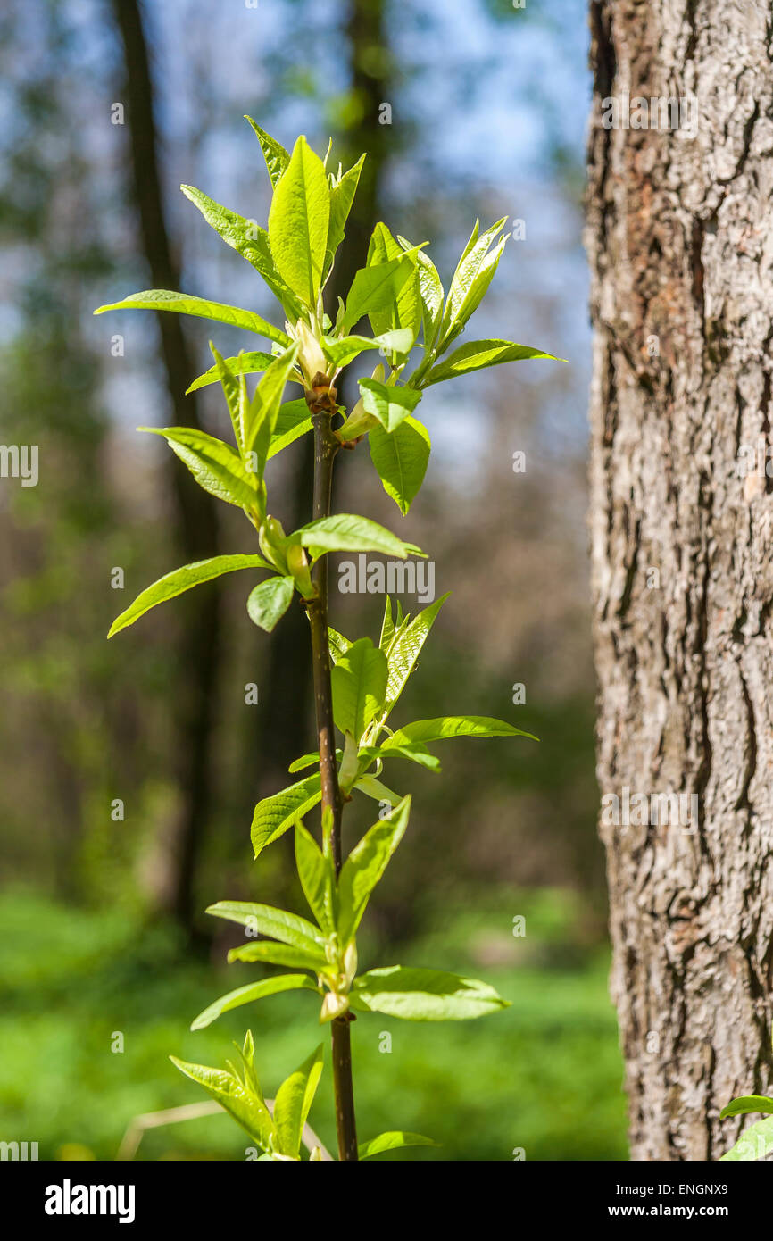 Selective focus new bud hi-res stock photography and images - Alamy