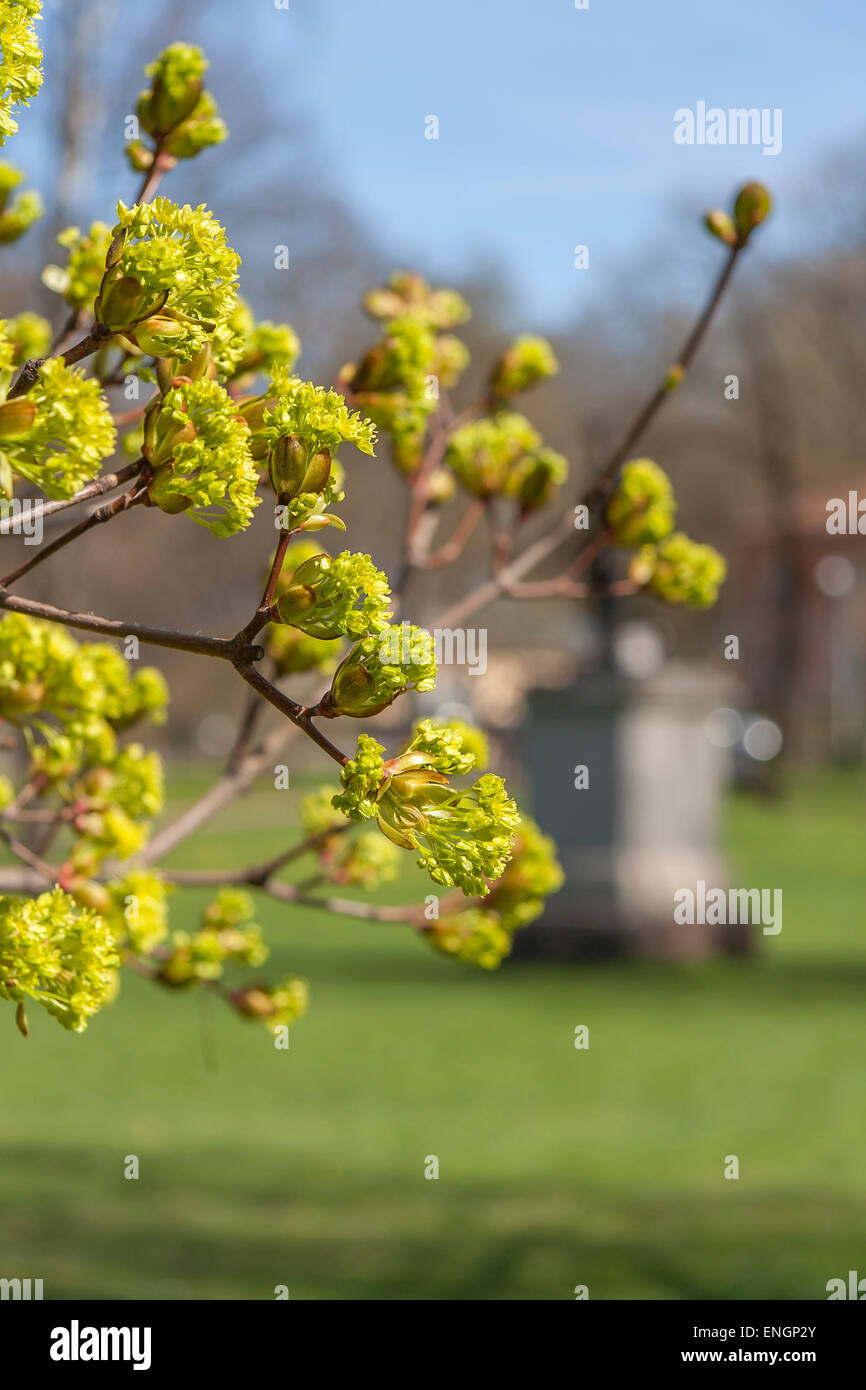 Spring beginnings hi-res stock photography and images - Alamy