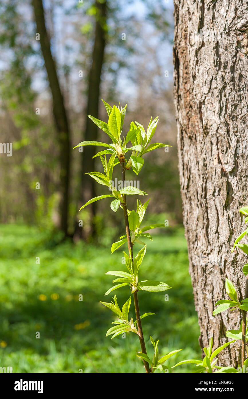 Green color springtime hi-res stock photography and images - Alamy