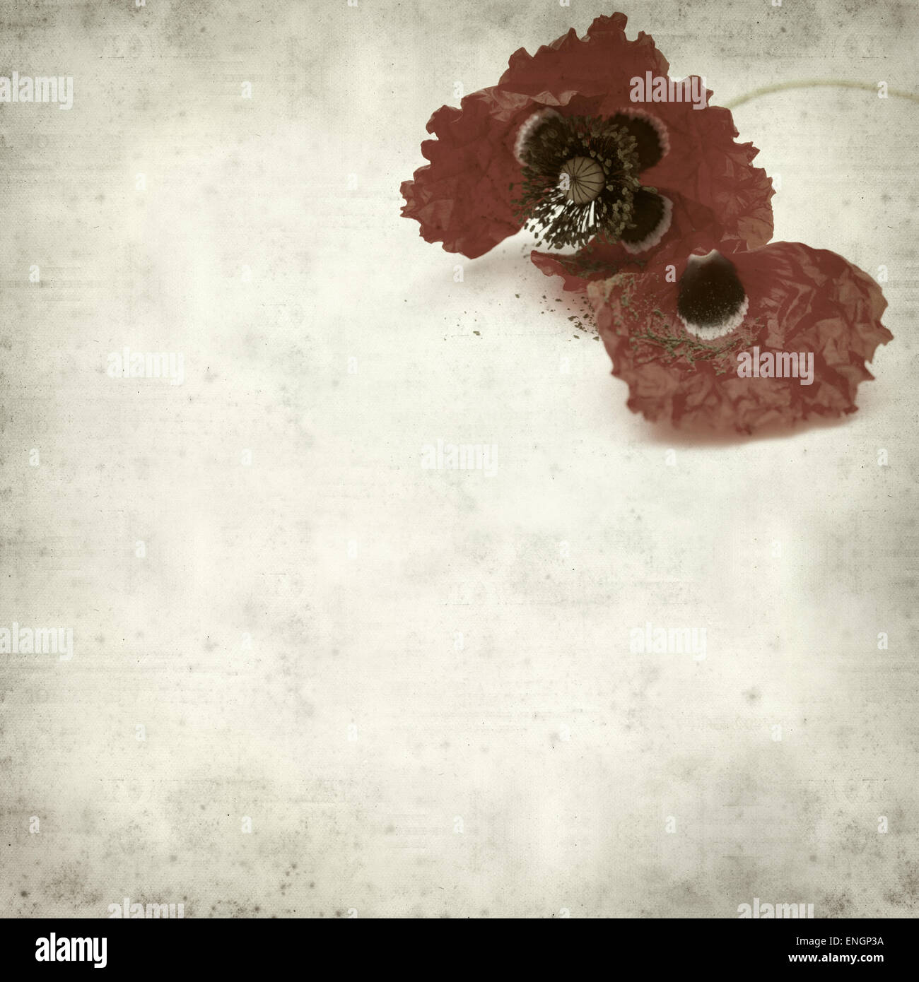 textured old paper background with red poppy wilting Stock Photo - Alamy