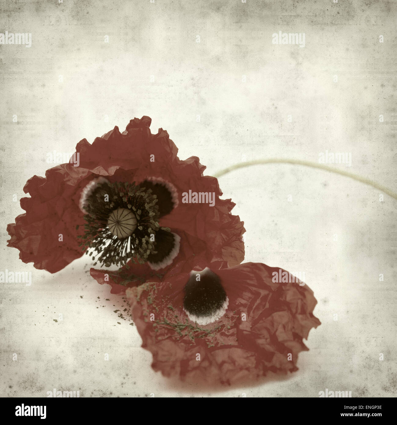 textured old paper background with red poppy wilting Stock Photo - Alamy