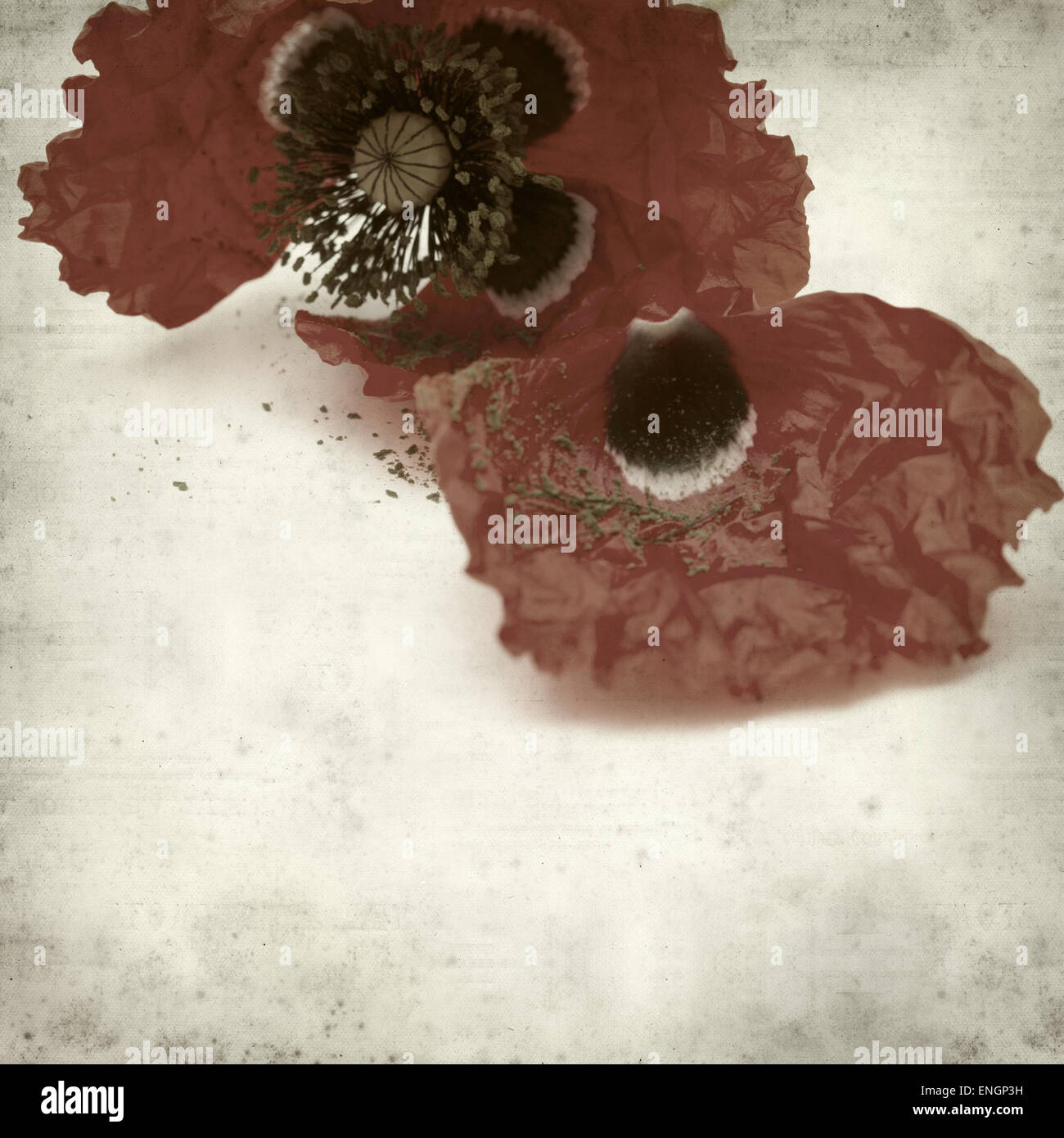 textured old paper background with red poppy wilting Stock Photo - Alamy