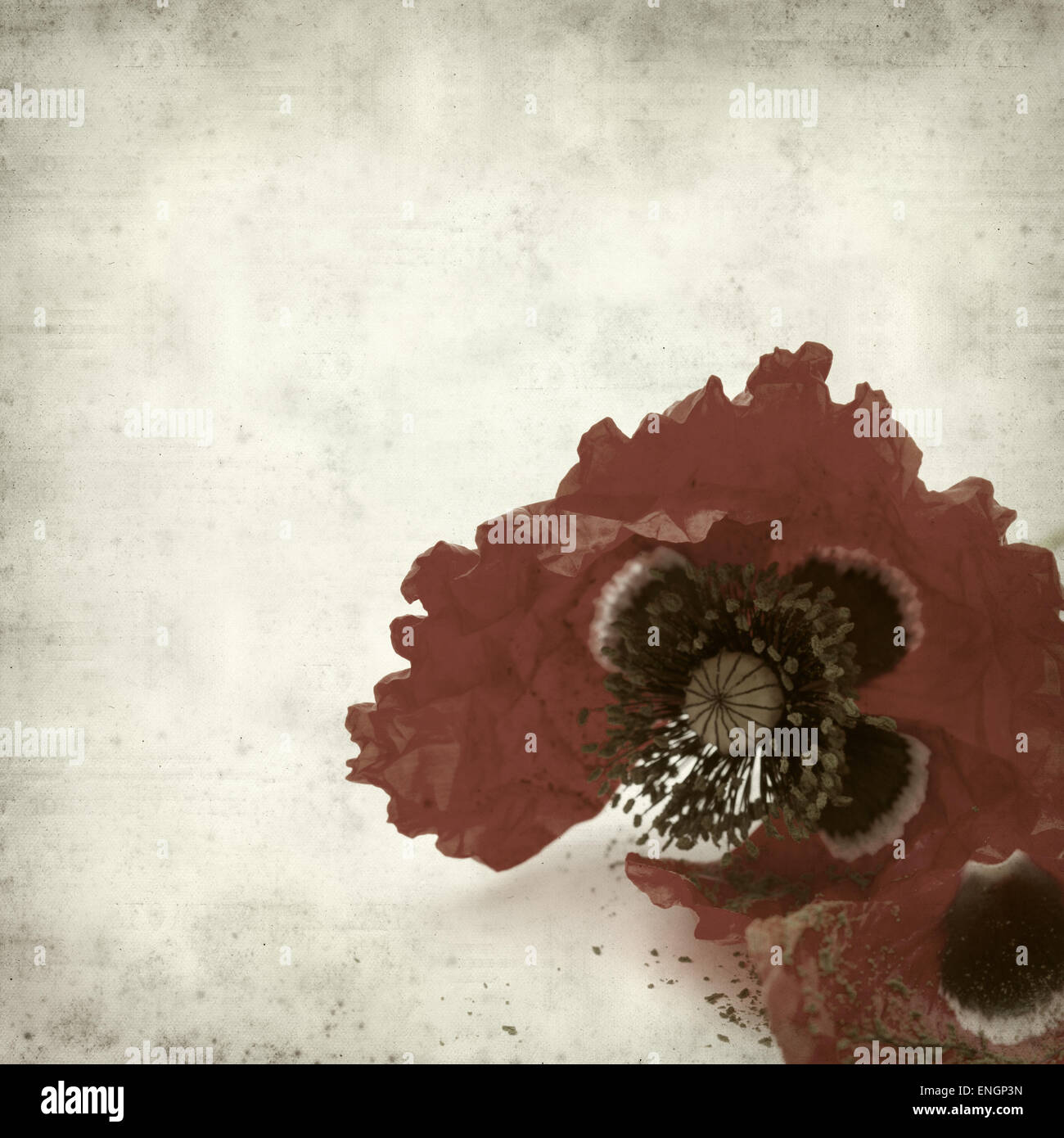 textured old paper background with red poppy wilting Stock Photo - Alamy