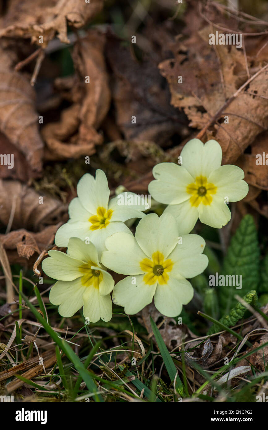 Woodland primrose hi-res stock photography and images - Alamy