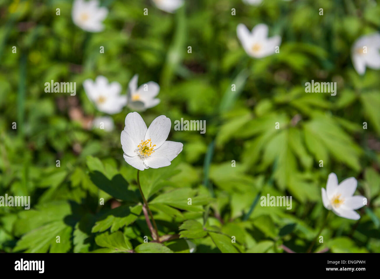 Green springtime flowers hi-res stock photography and images - Alamy