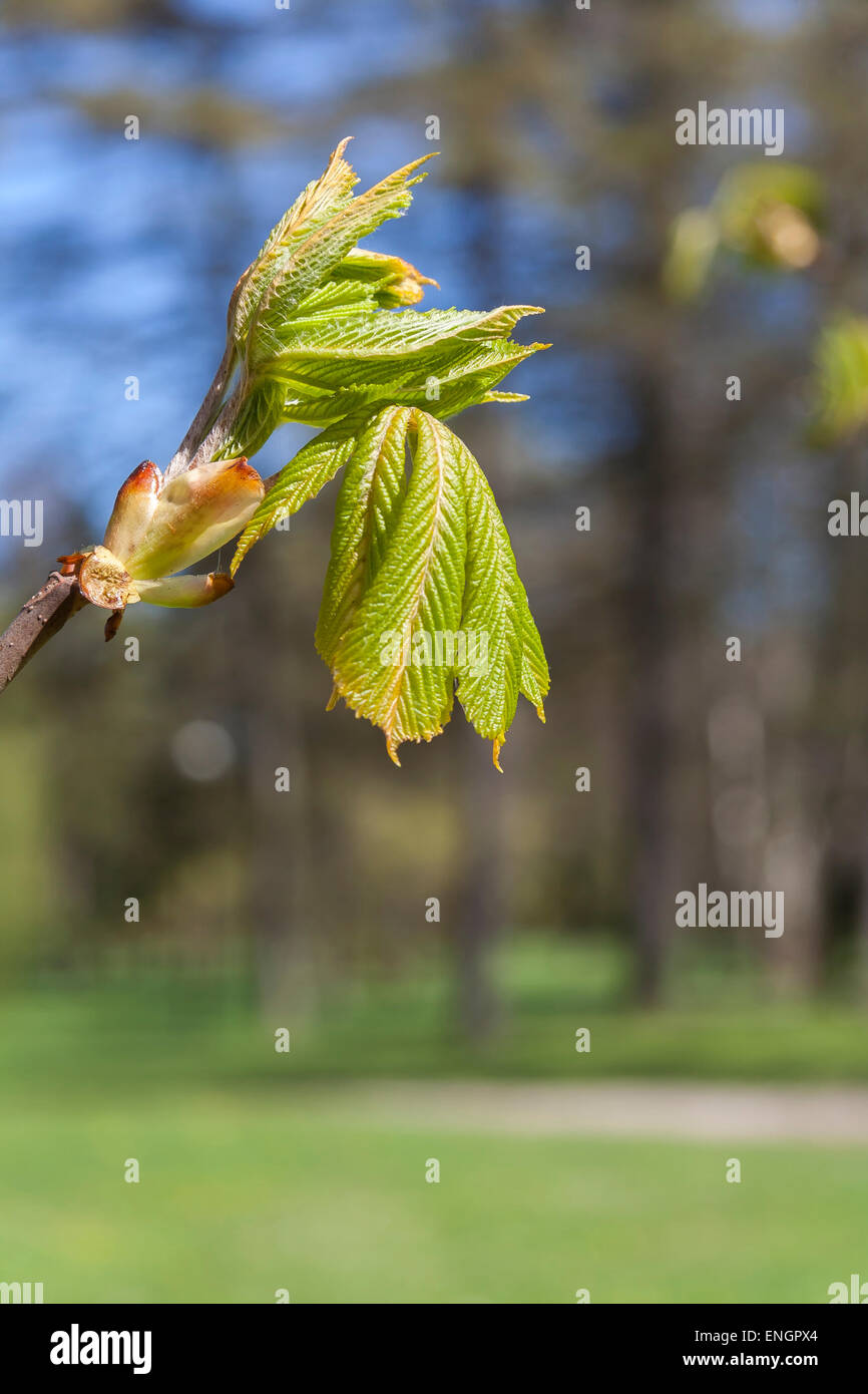 Bud Pollination High Resolution Stock Photography and Images - Alamy