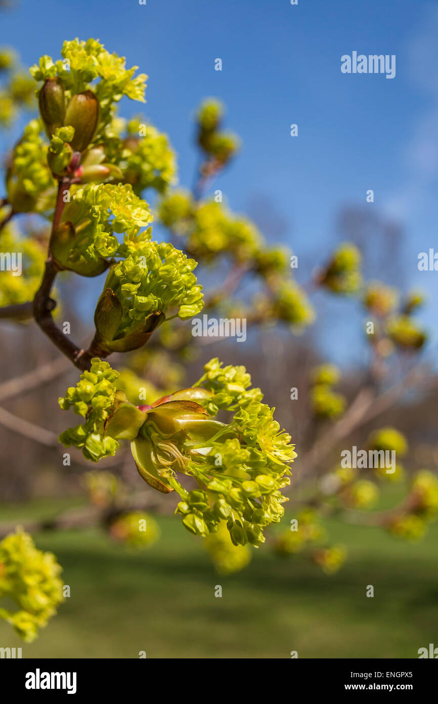 Spring beginnings hi-res stock photography and images - Alamy