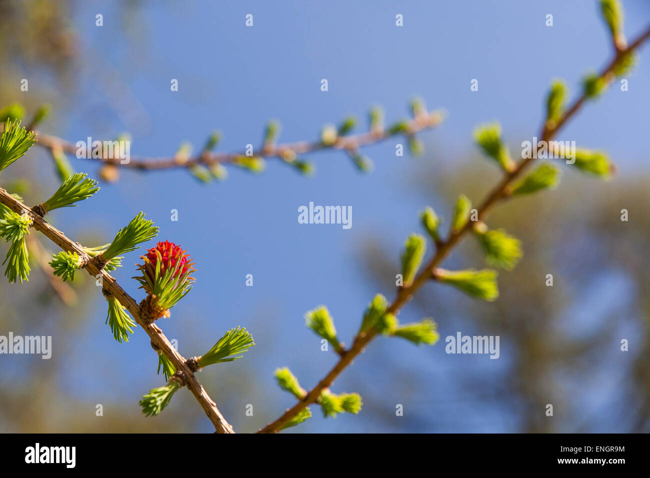 Larix decidua leaf hi-res stock photography and images - Alamy