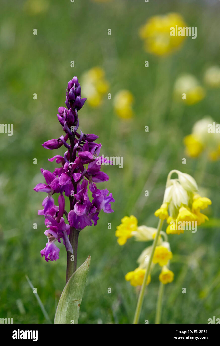 Early-purple Orchid and cowslips. Noar Hill Nature Reserve, Selborne ...