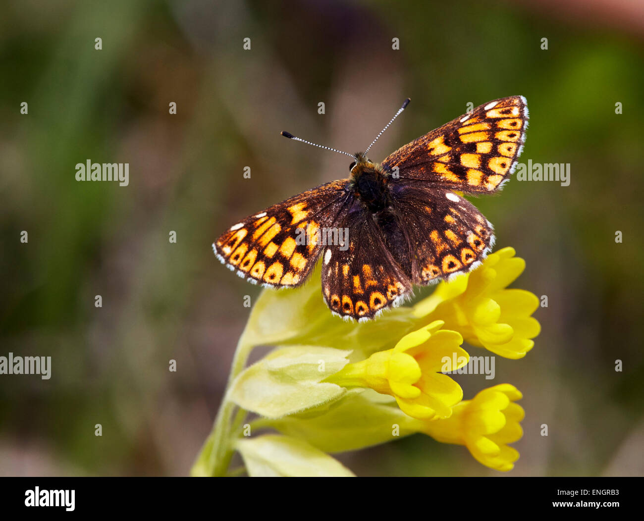 Noar hill butterfly hi-res stock photography and images - Alamy