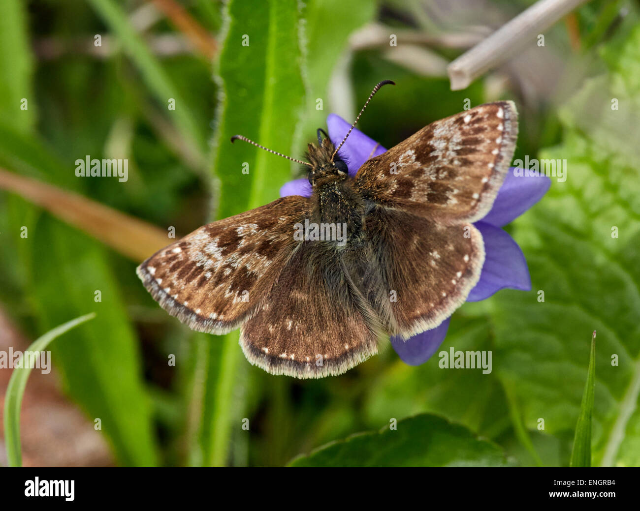 Dingy skipper butterfly hi-res stock photography and images - Alamy