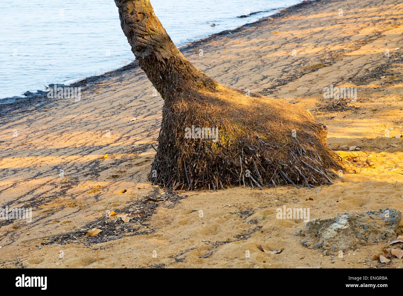 Palm tree with roots hi-res stock photography and images - Alamy