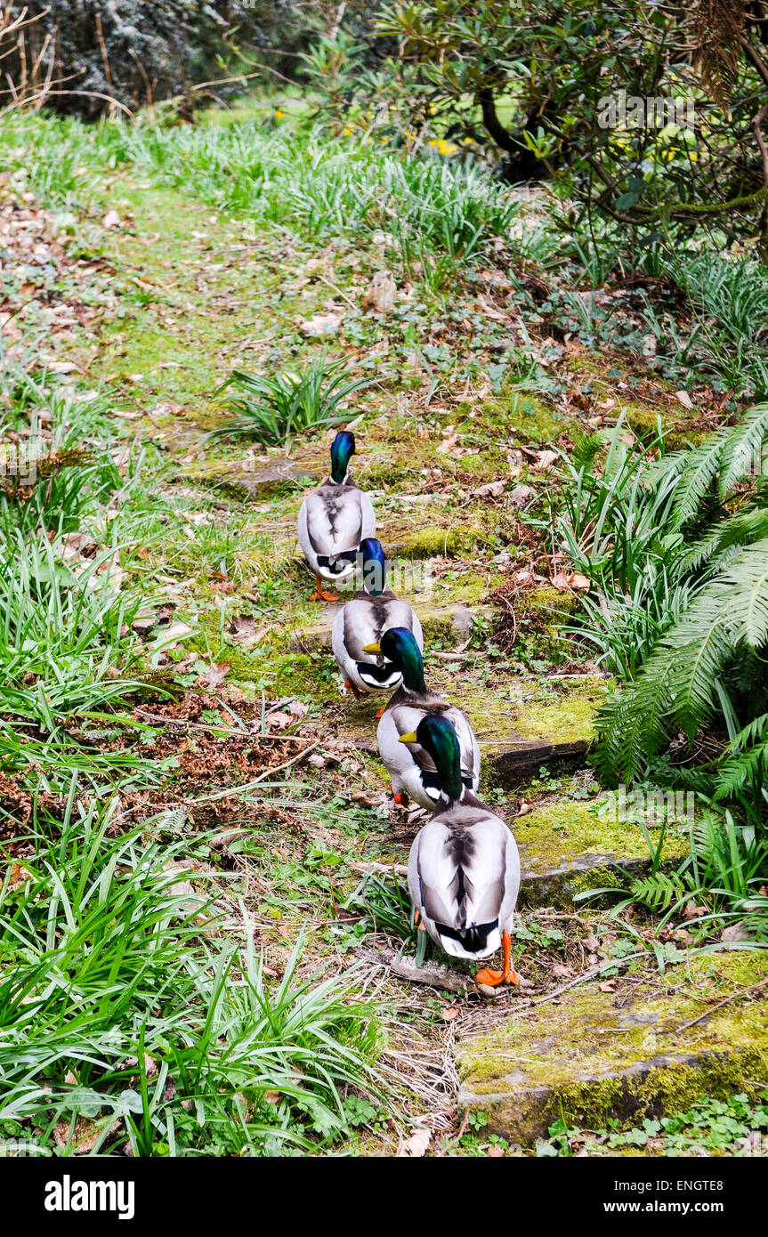Four male mallard ducks walkin up steps through a forest in a line ...