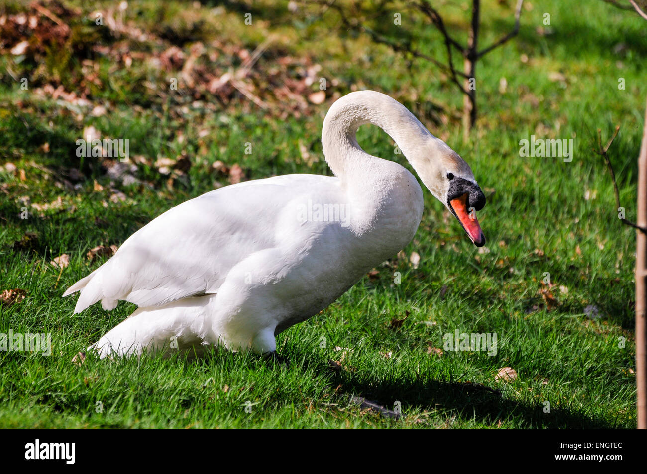 Male mute swan adopts an aggressive stance while chasing other male ...