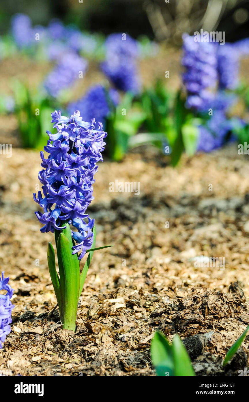 Common hyacinths hi-res stock photography and images - Alamy