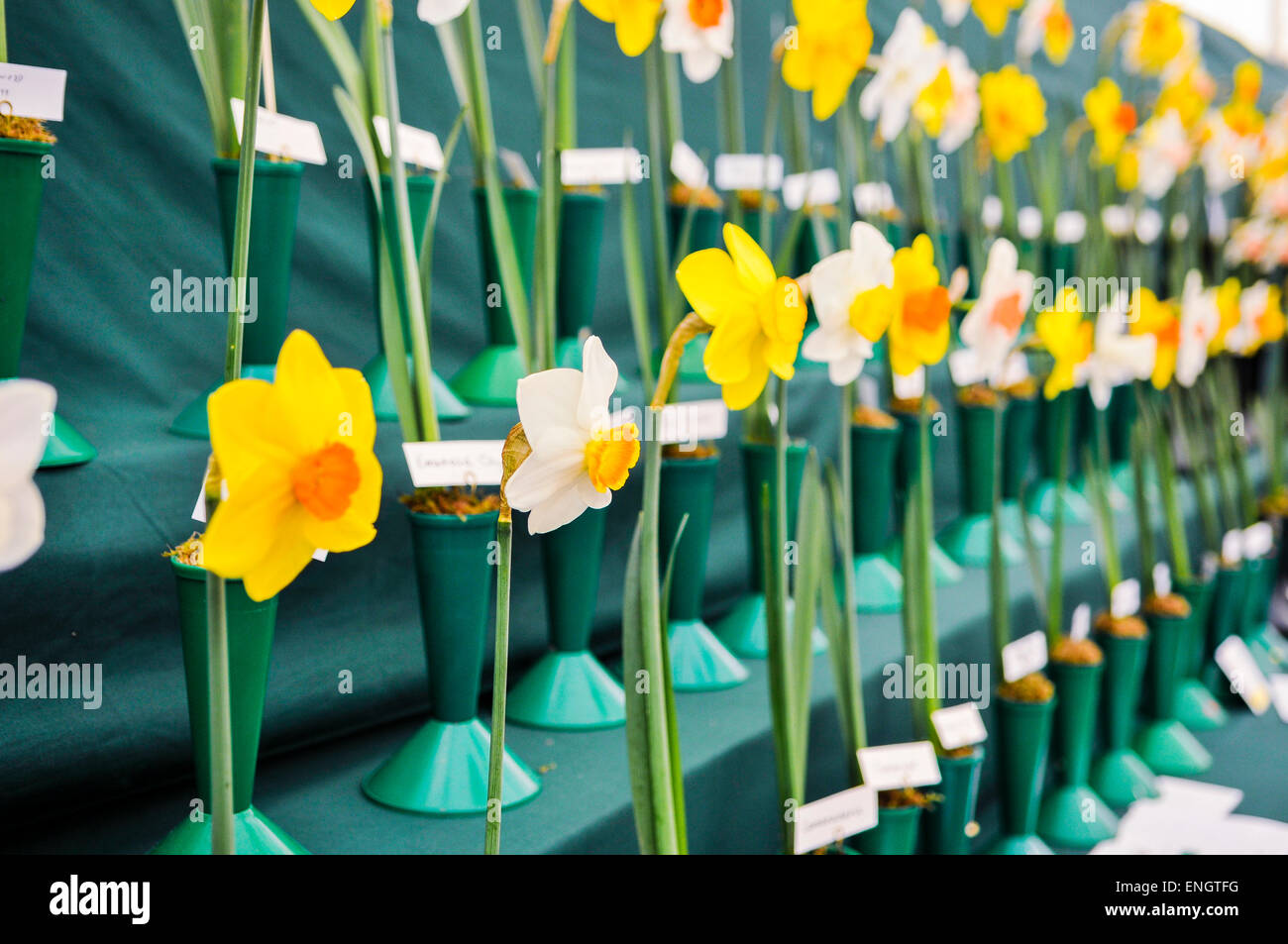 Daffodils on display at a horticultural competition Stock Photo - Alamy