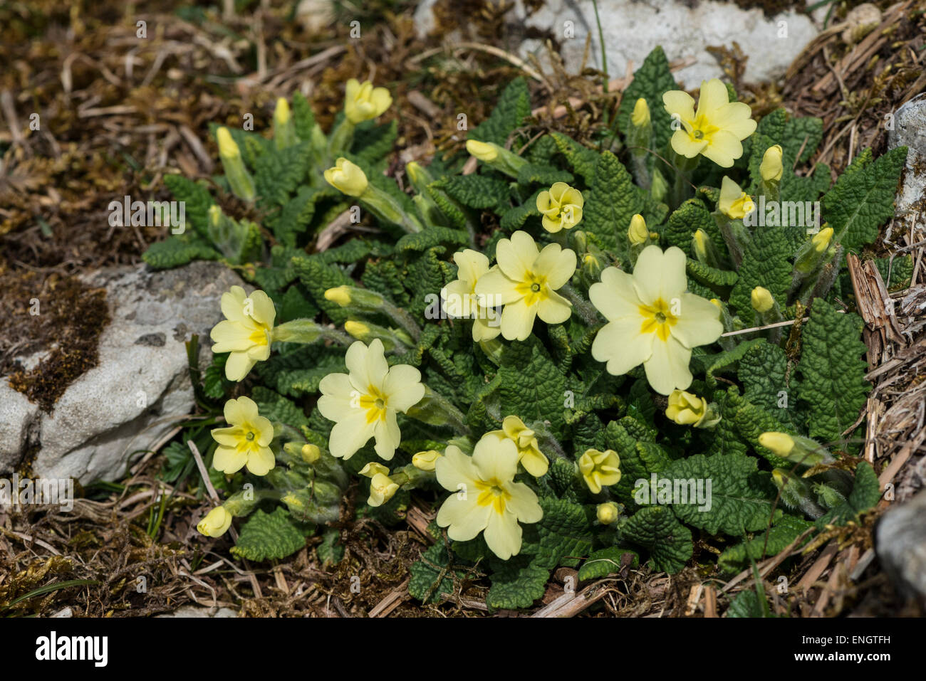 Woodland Primrose; Primula Vulgaris Stock Photo - Alamy