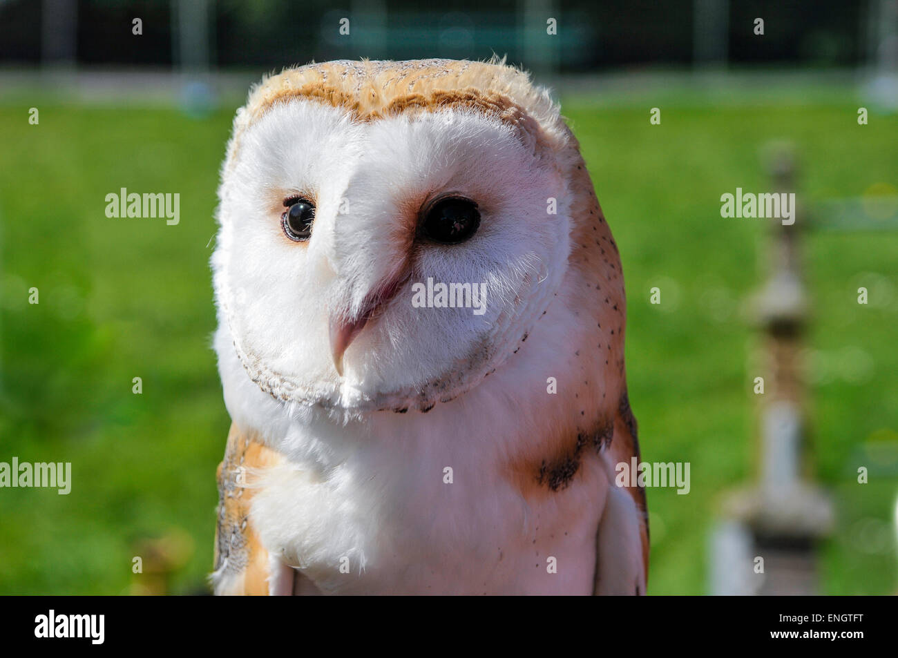 Irish barn owl Stock Photo - Alamy