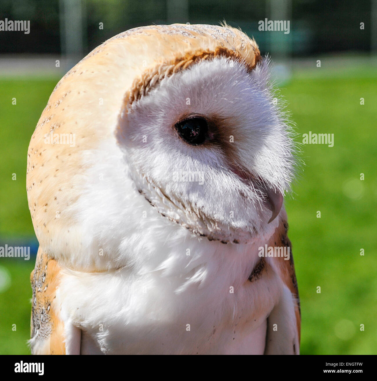 Irish barn owl Stock Photo - Alamy