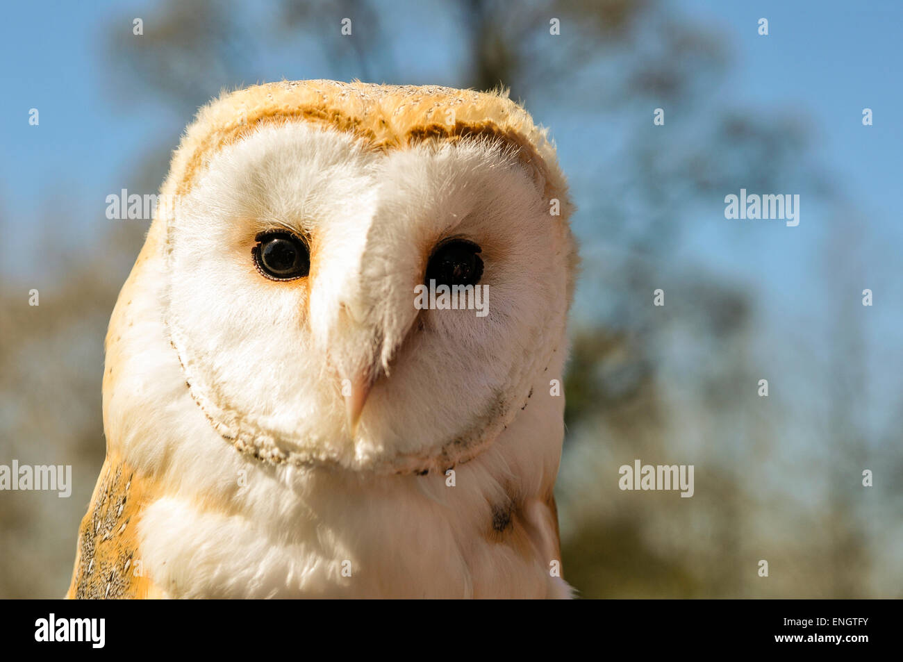 Irish barn owl Stock Photo - Alamy