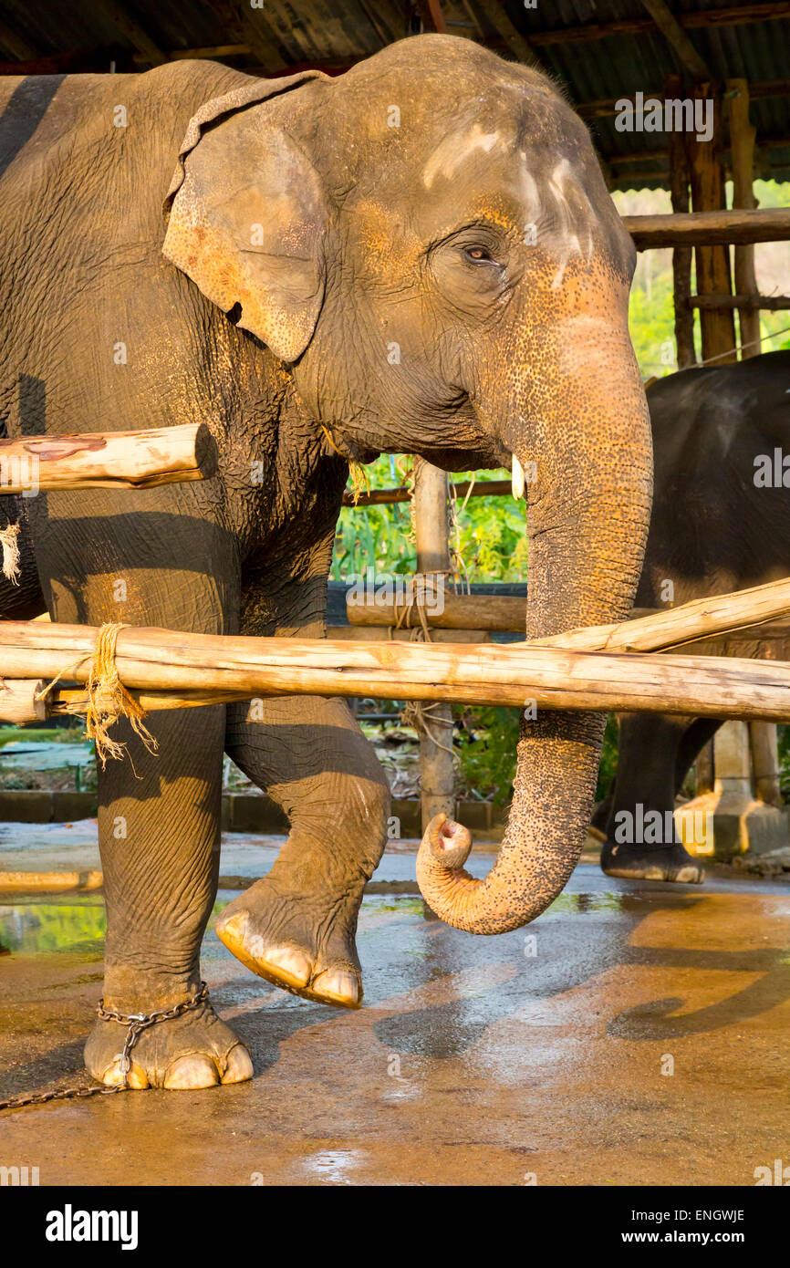 Thailand koh chang elephant island hi-res stock photography and images ...