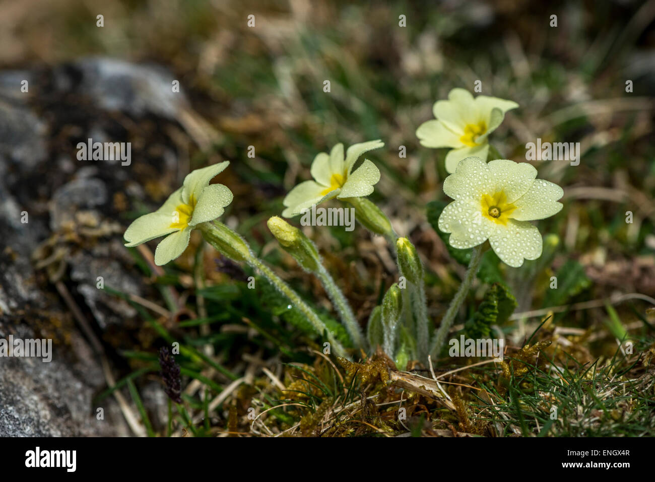Woodland Primrose; Primula Vulgaris Stock Photo - Alamy