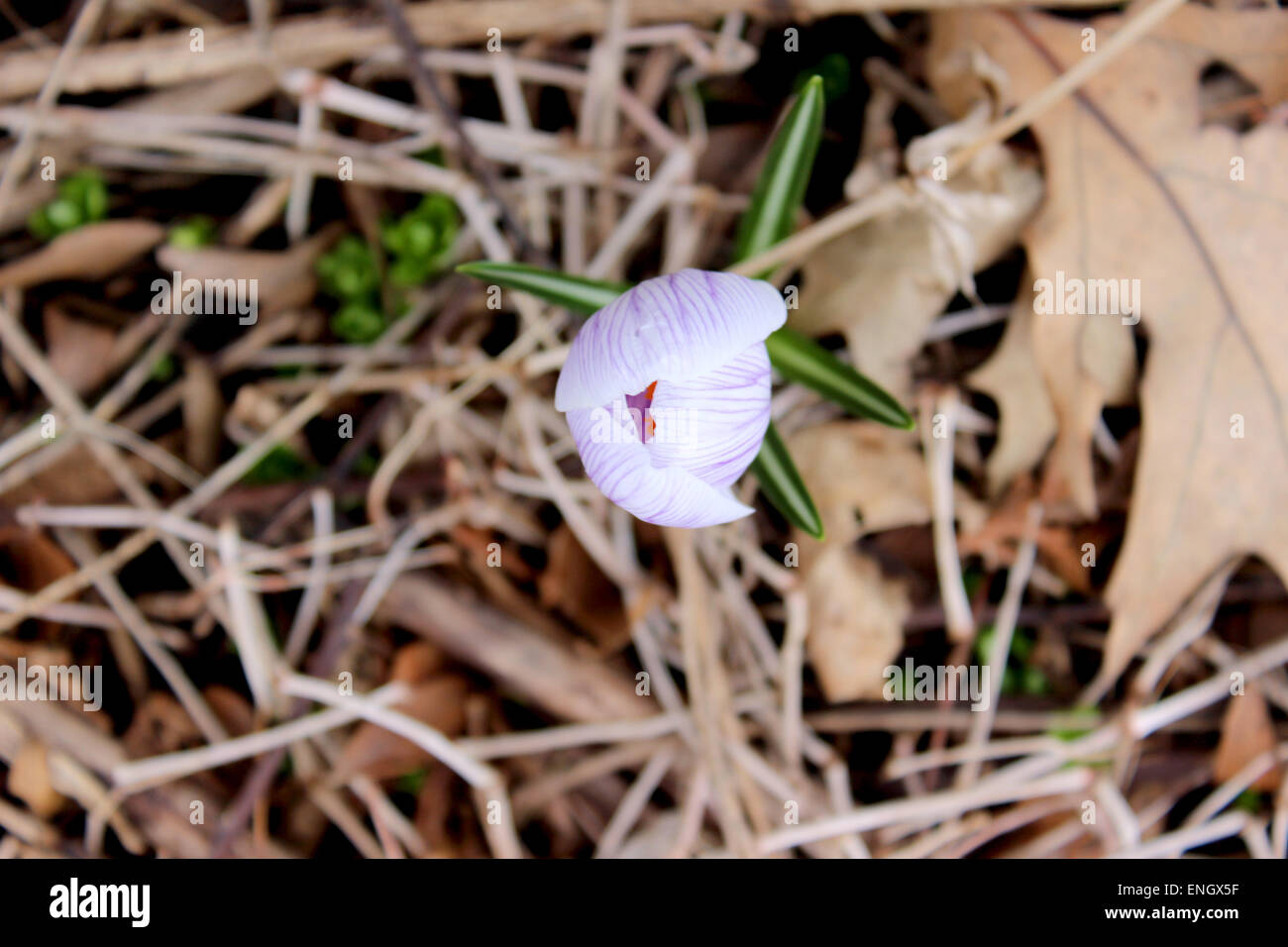 Lonely little wild flower growing in spring on leaves after a cold ...