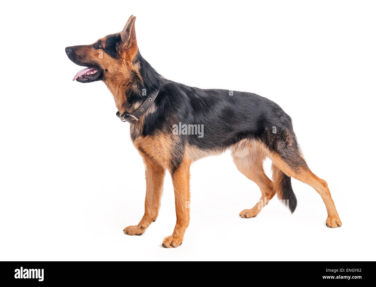 Beautiful young shepherd on a white background Stock Photo - Alamy