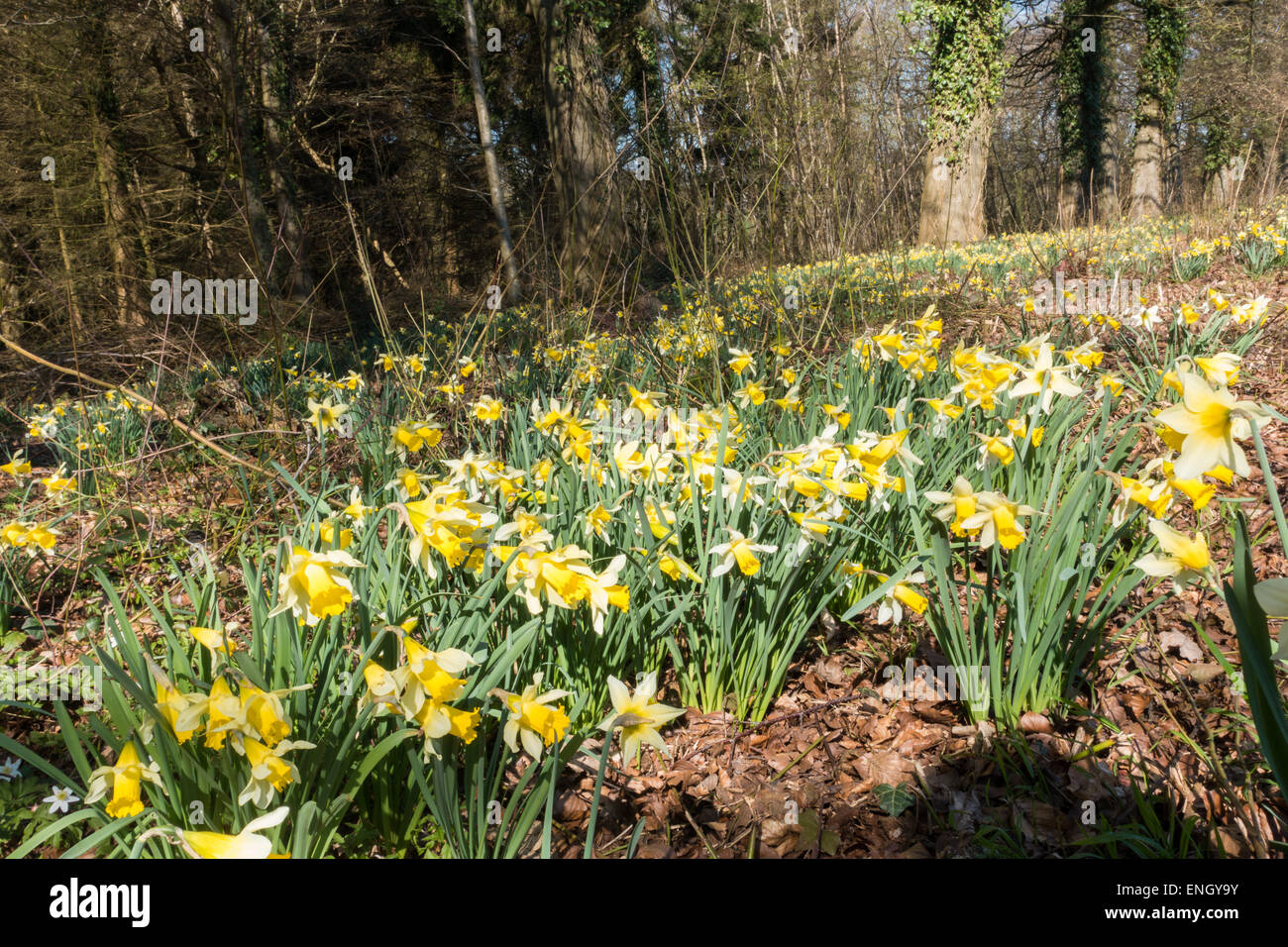 Dymock Daffodils High Resolution Stock Photography and Images - Alamy