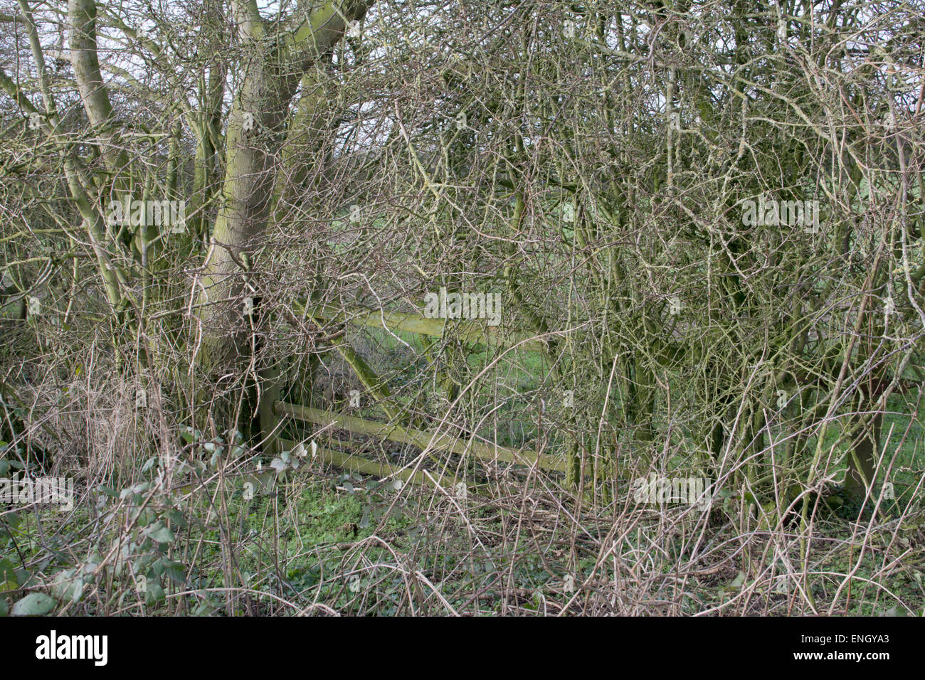 Overgrown public footpath Stock Photo - Alamy